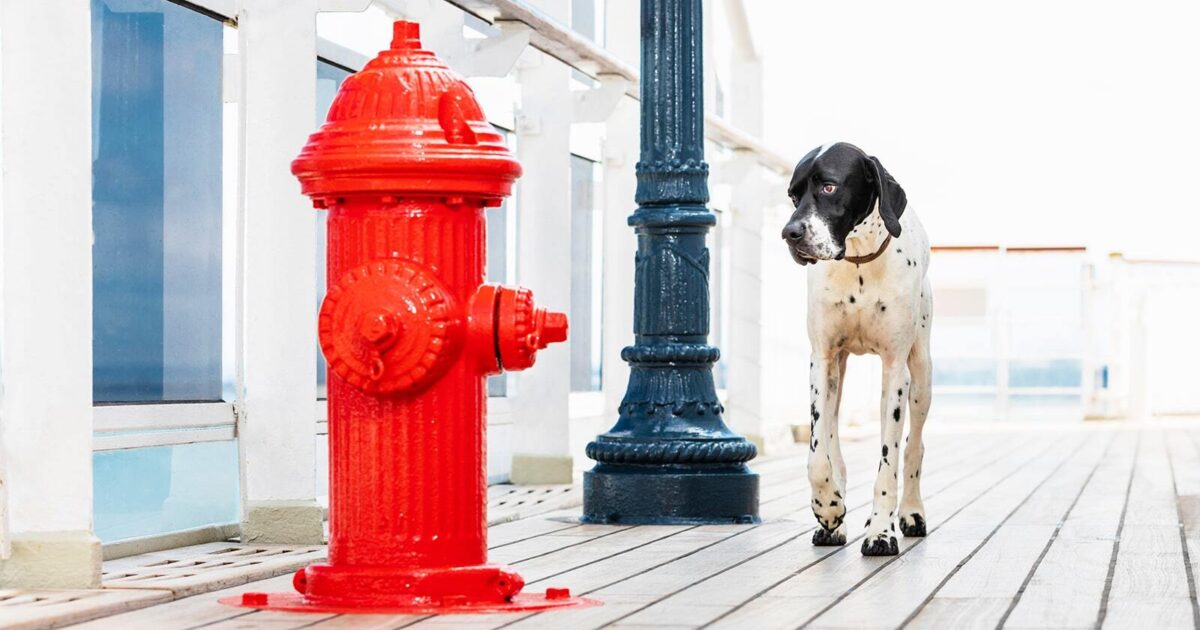 Cunard’s Queen Mary 2 lets you bring your dogs onboard - what can you ...